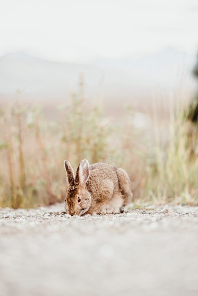 When the Rabbit Leapt | Dr. Stephen Alan Timm